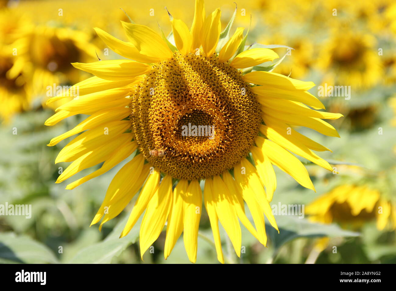 Close sunflower hi-res stock photography and images - Alamy
