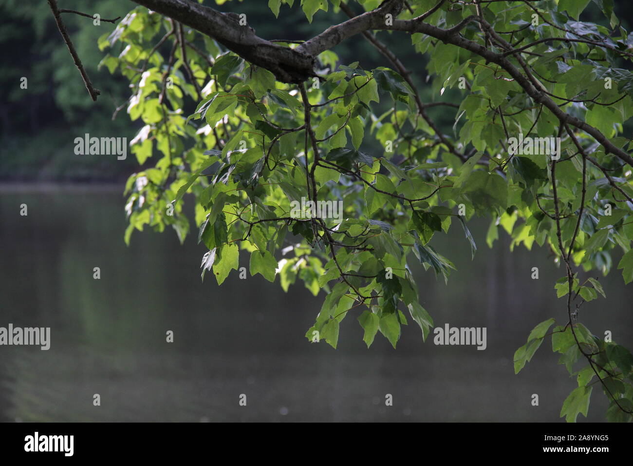 Oak tree overlooking pond hi-res stock photography and images - Alamy