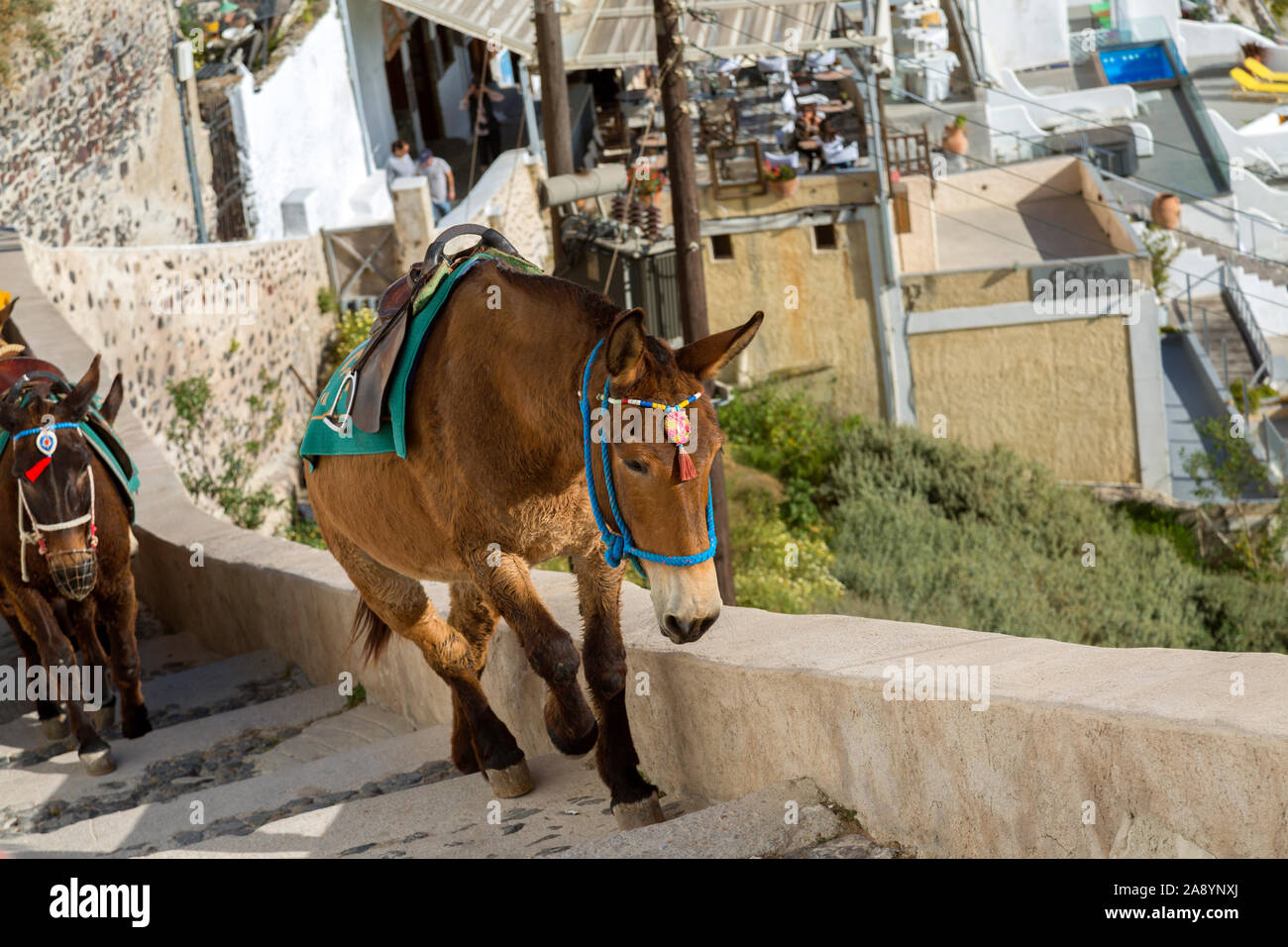 Lead donkey climbing stairs in Thira,on the Cycladic Greek island of ...