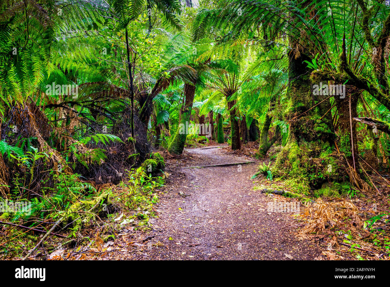 Dense temperate rainforest in Melba Gully along Madsens Track in the ...