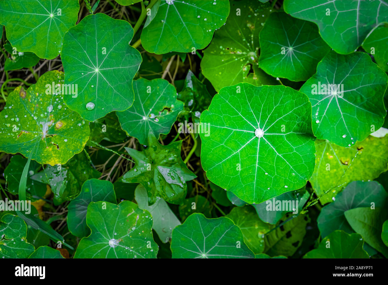 Beautiful large lotus leafs with water drops - top view Stock Photo - Alamy