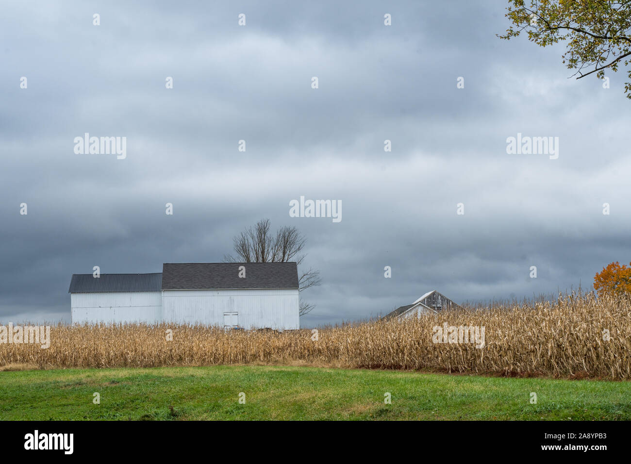 Farm house corn field hi-res stock photography and images - Alamy