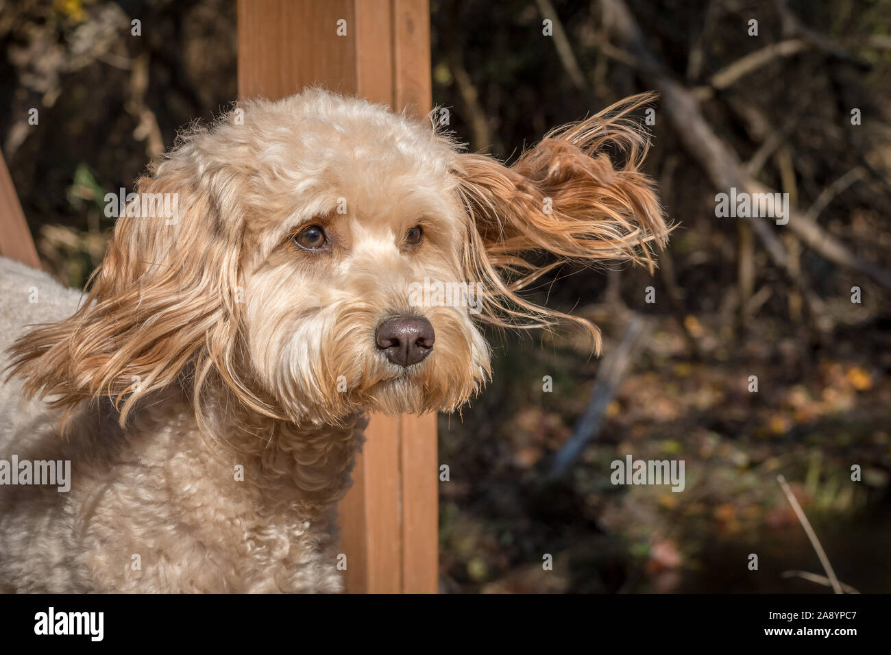 Goldendoodle runs with fluttering ears Stock Photo - Alamy