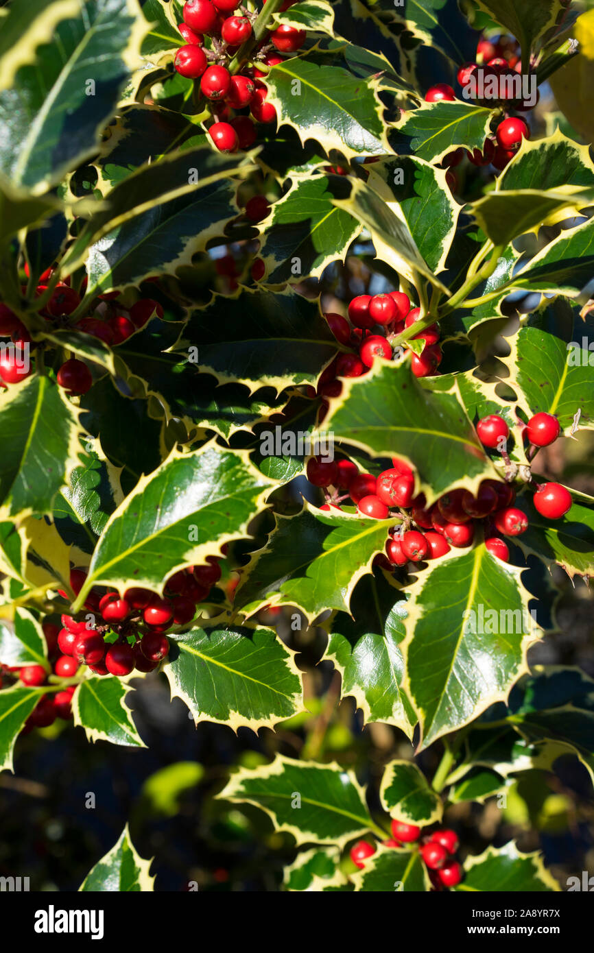 Variegated Holly, England, UK Stock Photo - Alamy