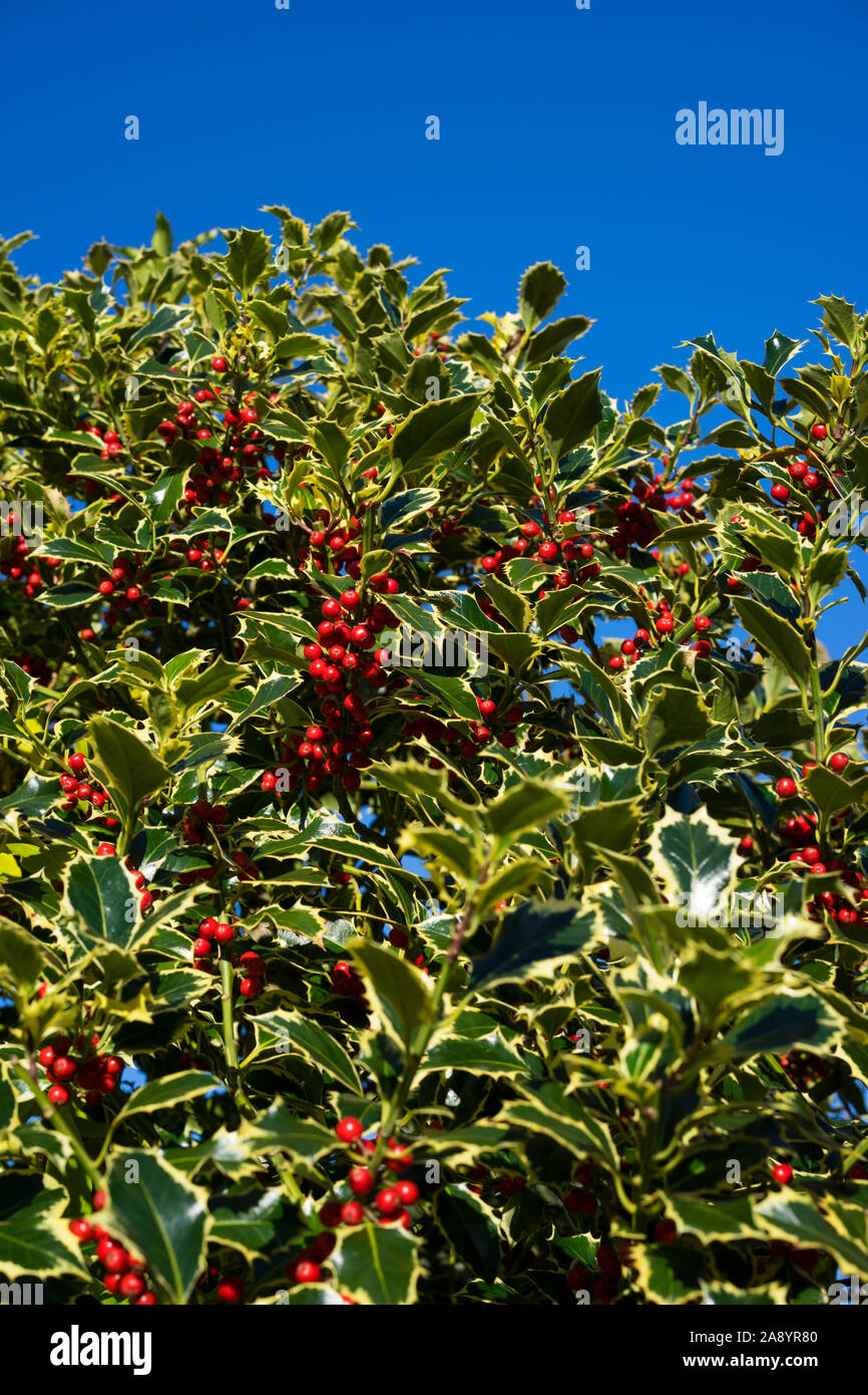 Variegated Holly Bush