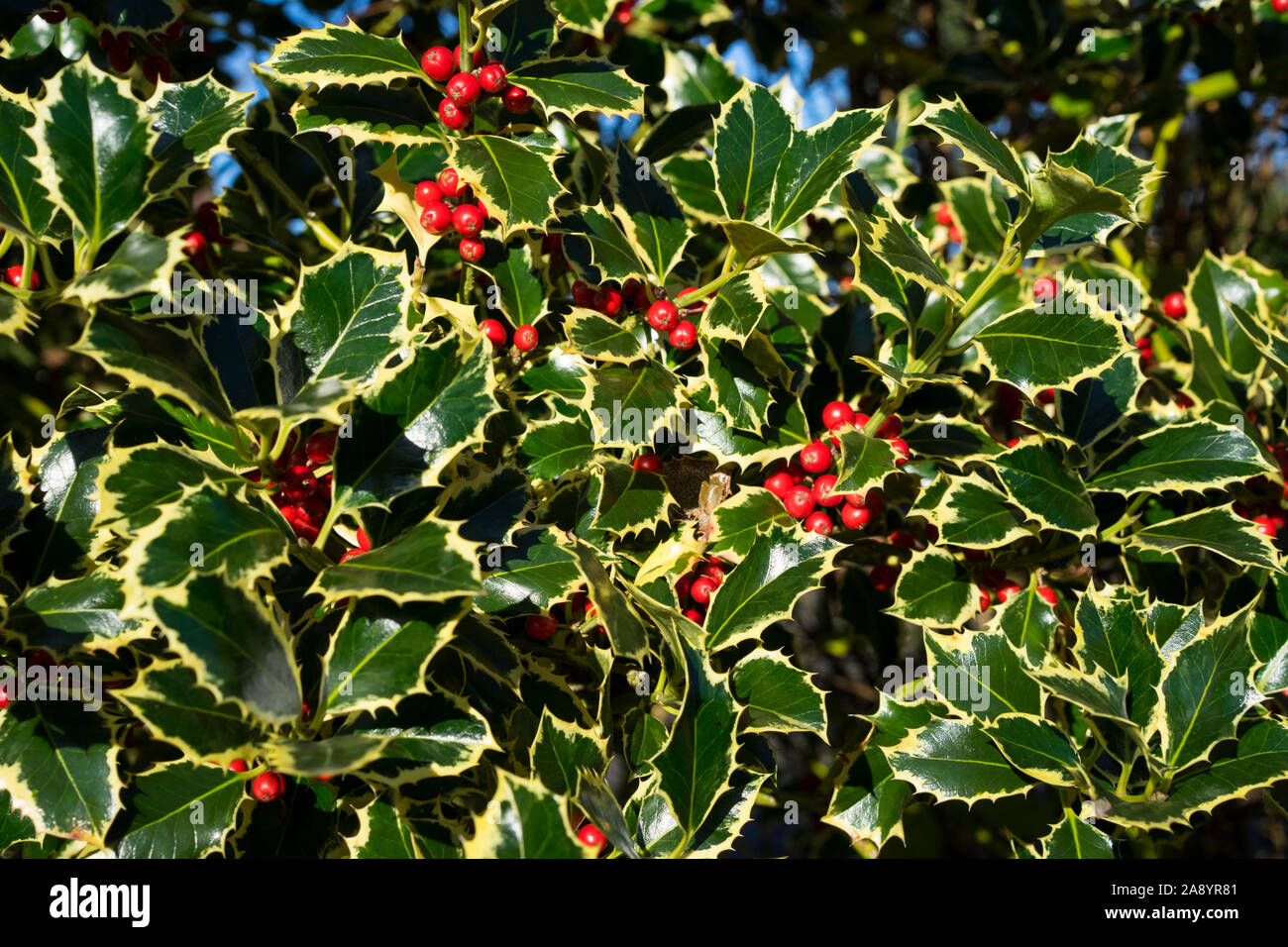 Variegated Holly High Resolution Stock Photography and Images - Alamy
