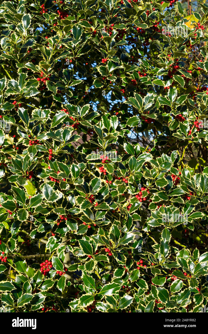 Variegated holly hi-res stock photography and images - Alamy