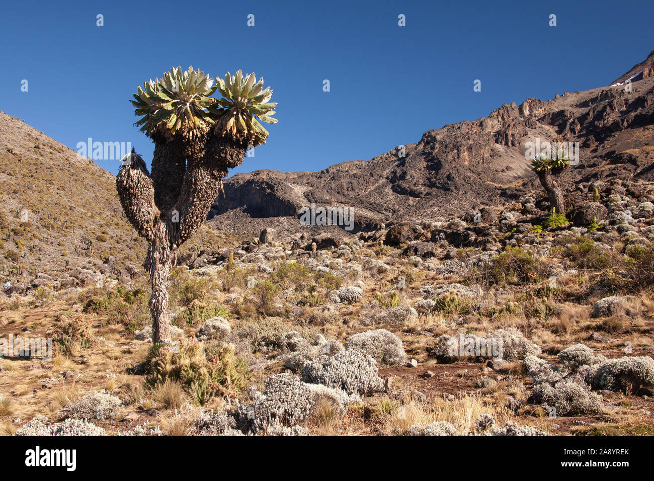 Tree groundsel kilimanjaro hi-res stock photography and images - Alamy