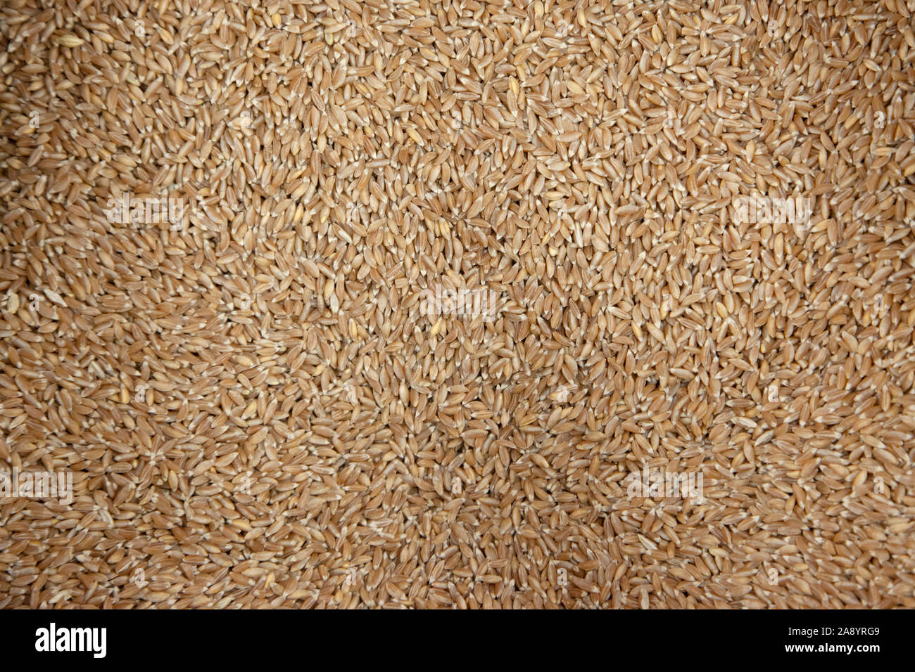 brown hulled wheat, commonly known as farro Stock Photo - Alamy