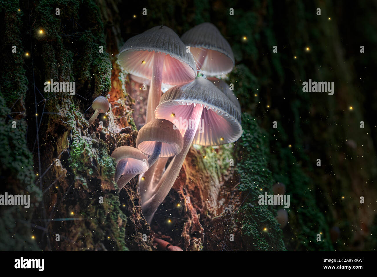 Glowing violet mushrooms on bark in dark forest with fireflies Stock ...