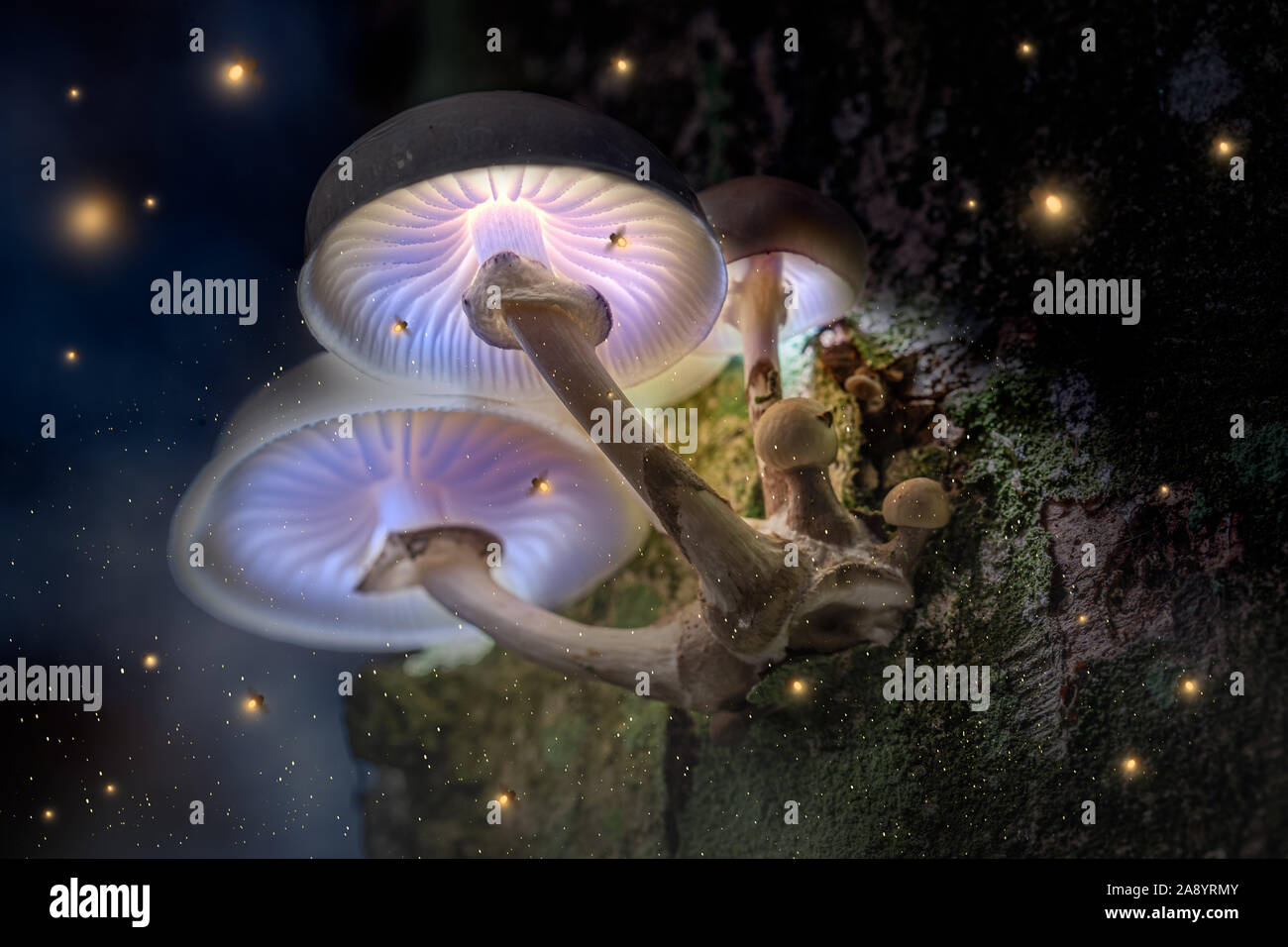 Magic violet mushrooms on tree in dark forest with fireflies Stock ...