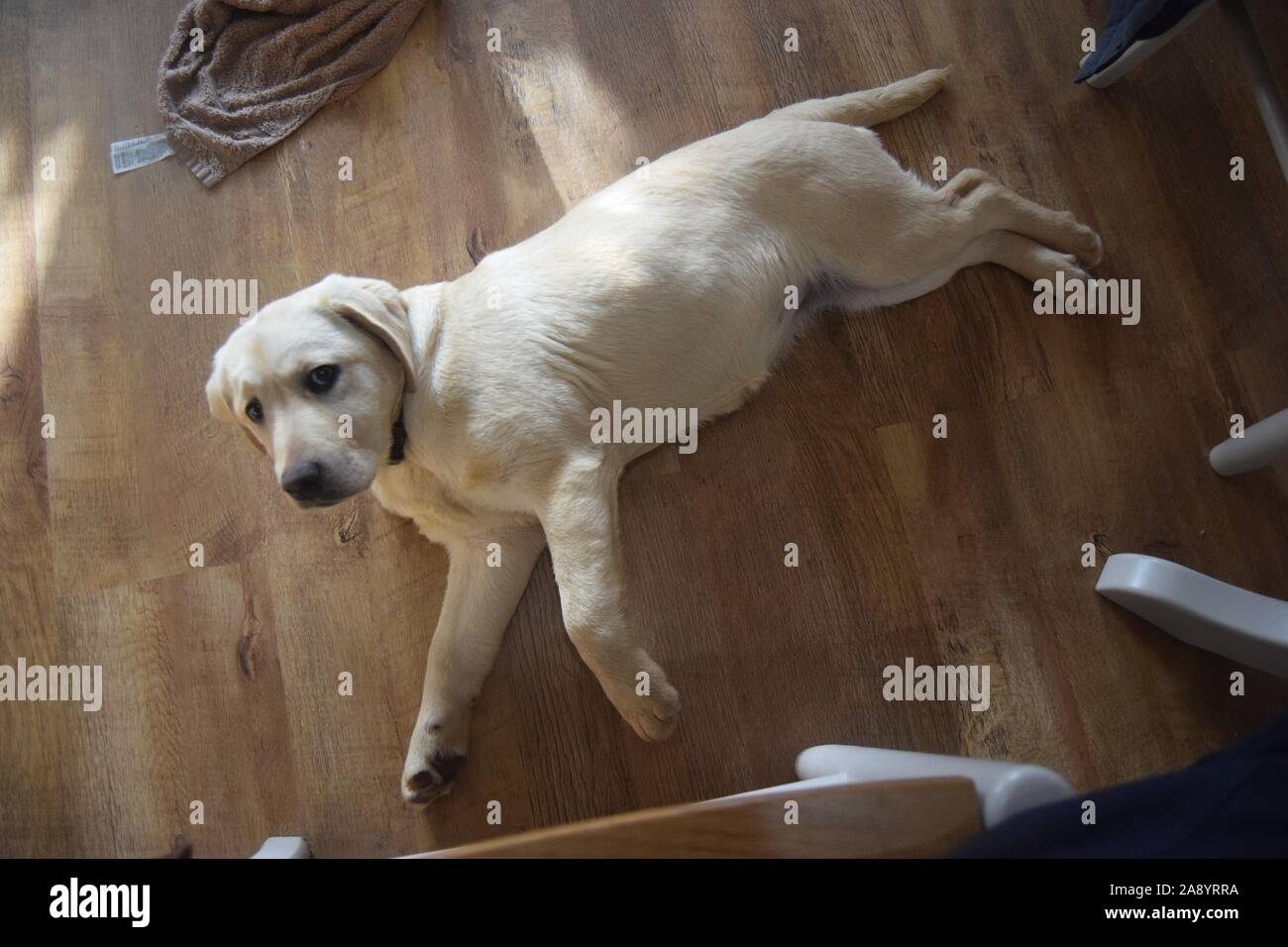 Golden Labrador puppy 071218 Stock Photo - Alamy