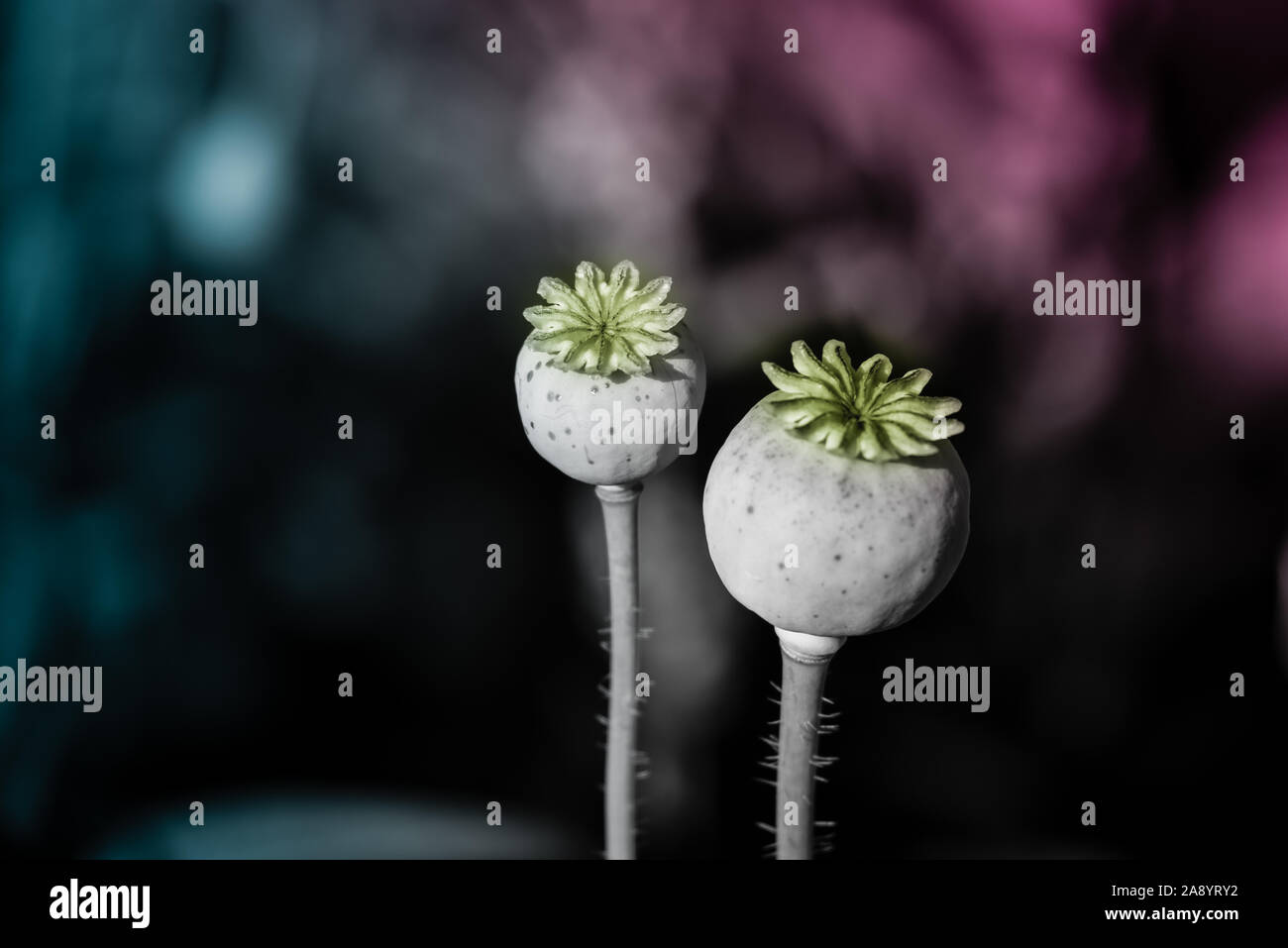 Black seed pod hi-res stock photography and images - Alamy