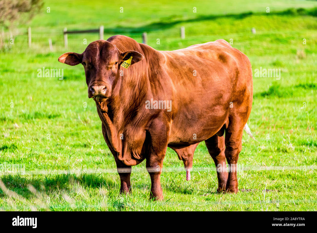 Bull in paddock hi-res stock photography and images - Alamy