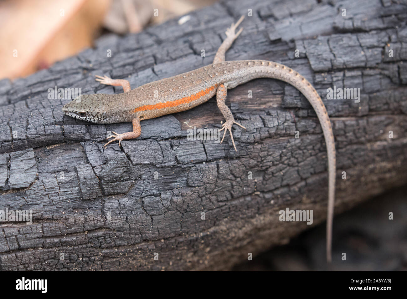 Rainbow skink hi-res stock photography and images - Alamy