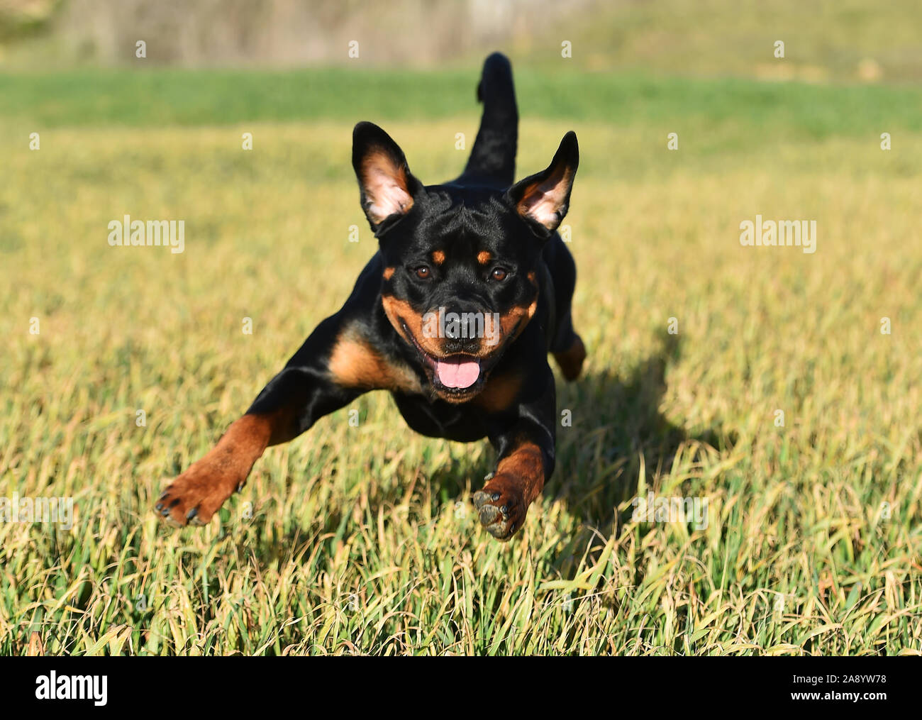 Running rottweiler puppy hi-res stock photography and images - Alamy
