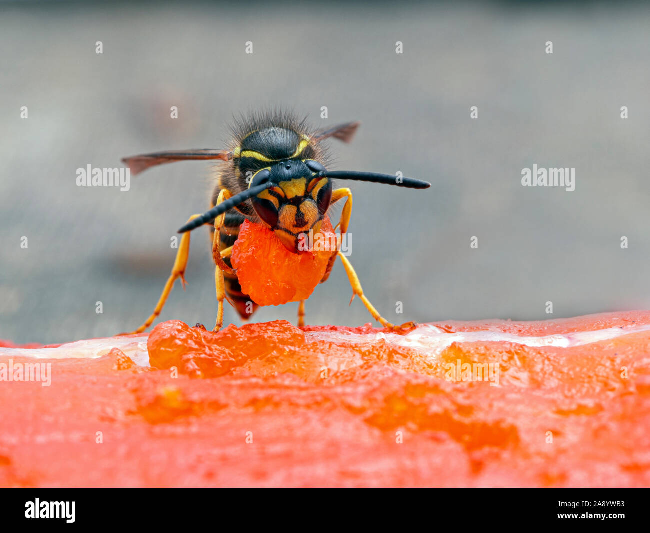 German yellowjacket wasp, Vespula germanica, carrying a piece of ...