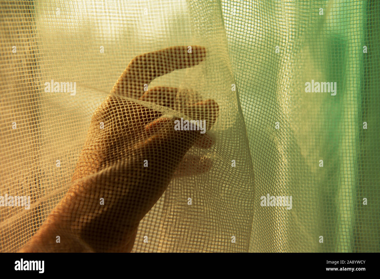 woman hand behind net curtain in the blue orange morning light from ...