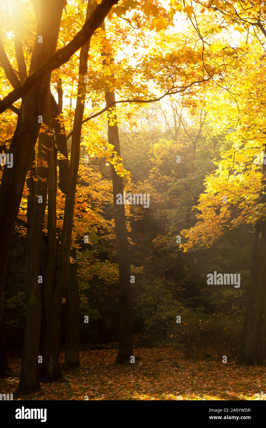 orange autumn or fall forest natural in sunlight morning landscape ...