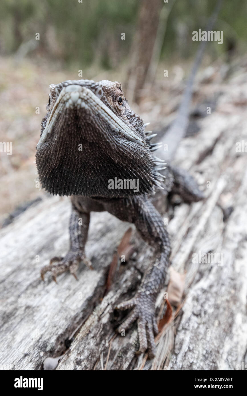 Eastern Bearded Dragon Stock Photo - Alamy