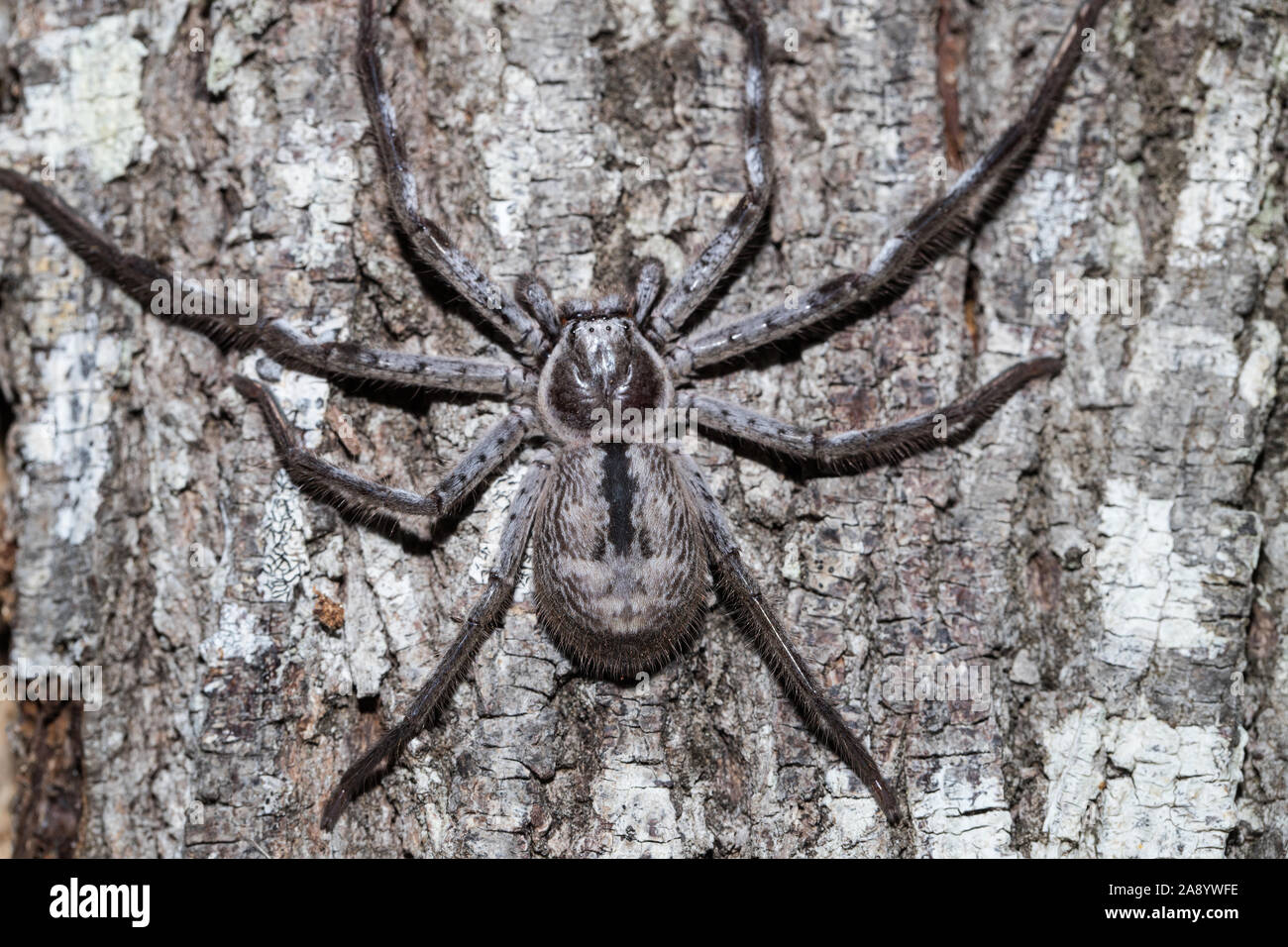 Huntsman Spider camouflaged on tree trunk Stock Photo - Alamy