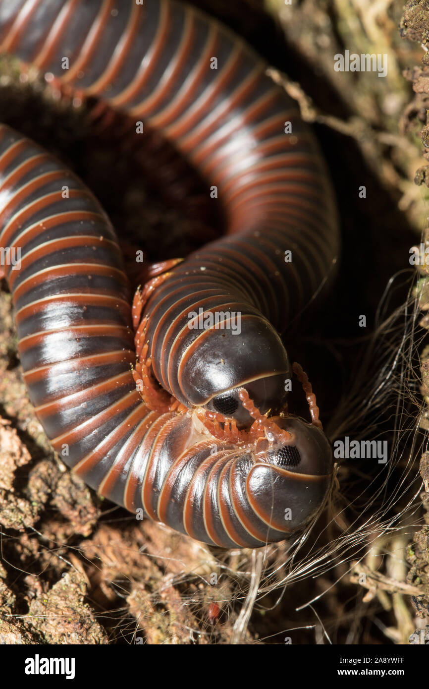 Millipede australia hi-res stock photography and images - Alamy