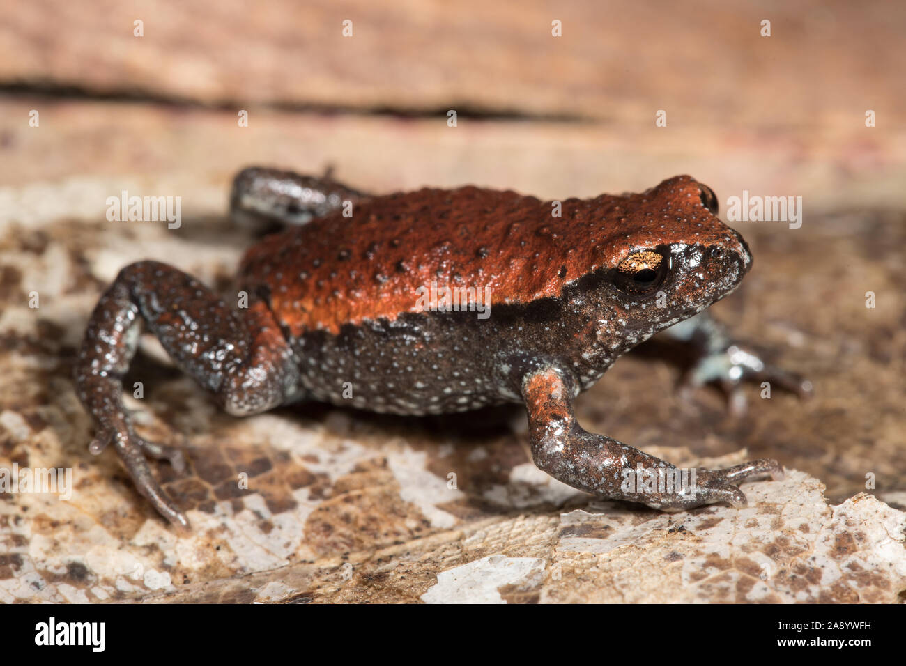 Copper-backed Brood Frog Stock Photo - Alamy