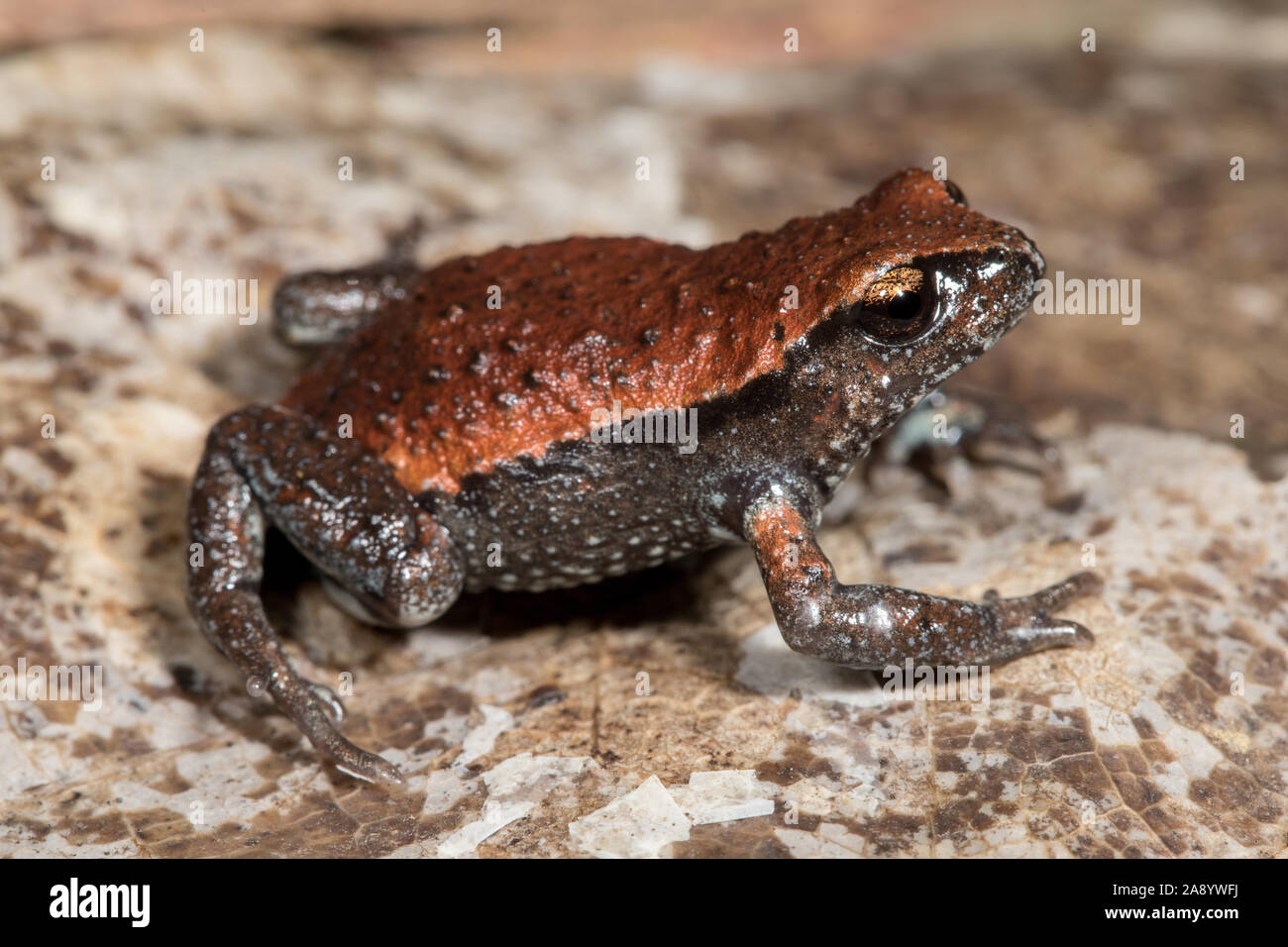 Copper-backed Brood Frog Stock Photo - Alamy