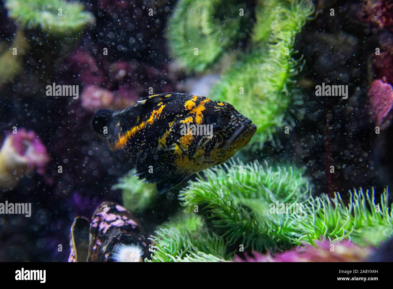 Black and Yellow Colored Rockfish in water. Found in Pacific Ocean ...
