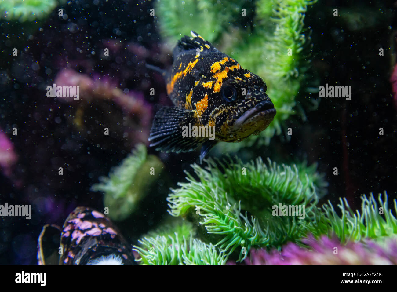 Black and Yellow Colored Rockfish in water. Found in Pacific Ocean ...