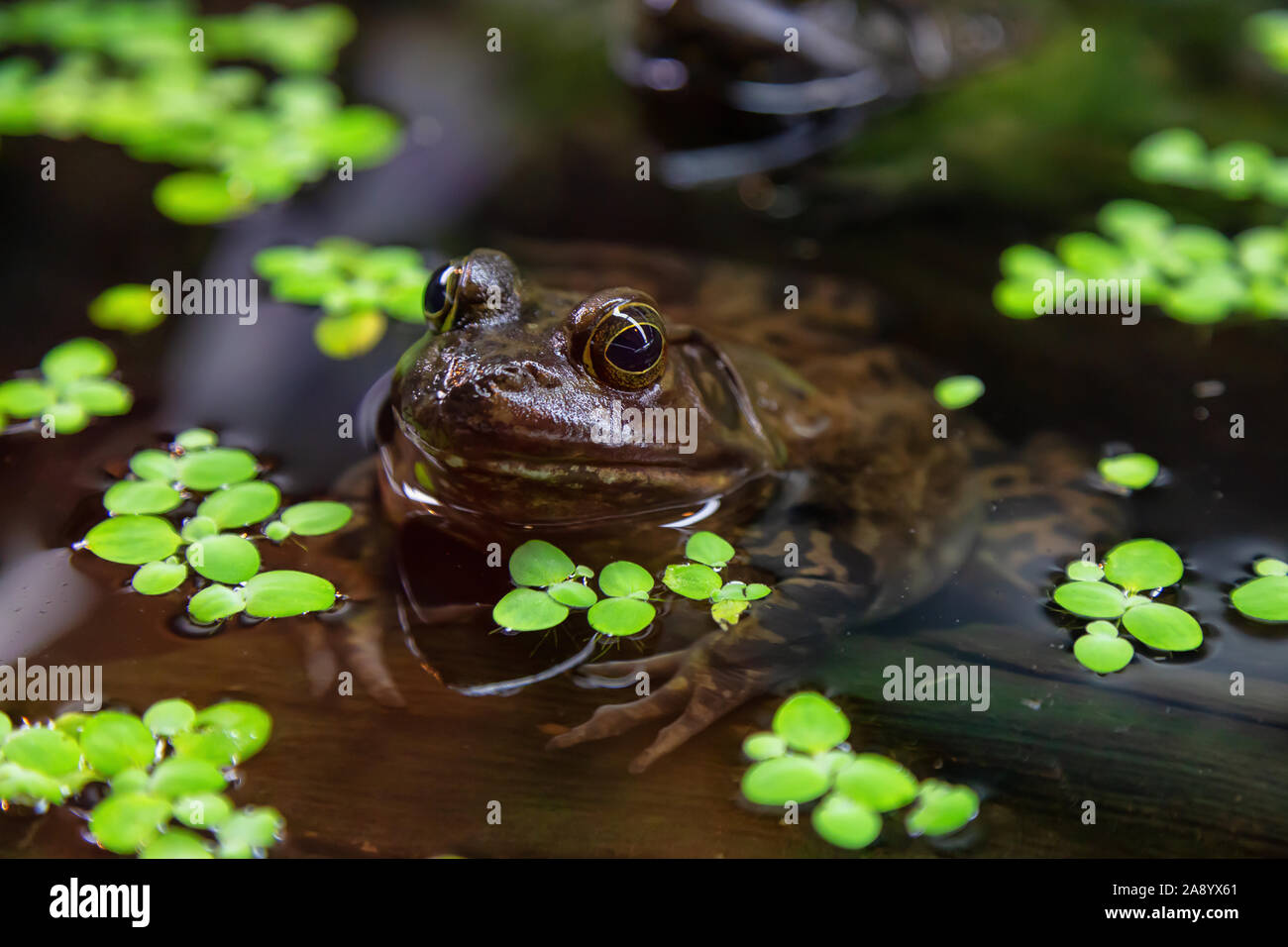 Close up of a small frog, Bullfrog, in water. Invasive species in ...