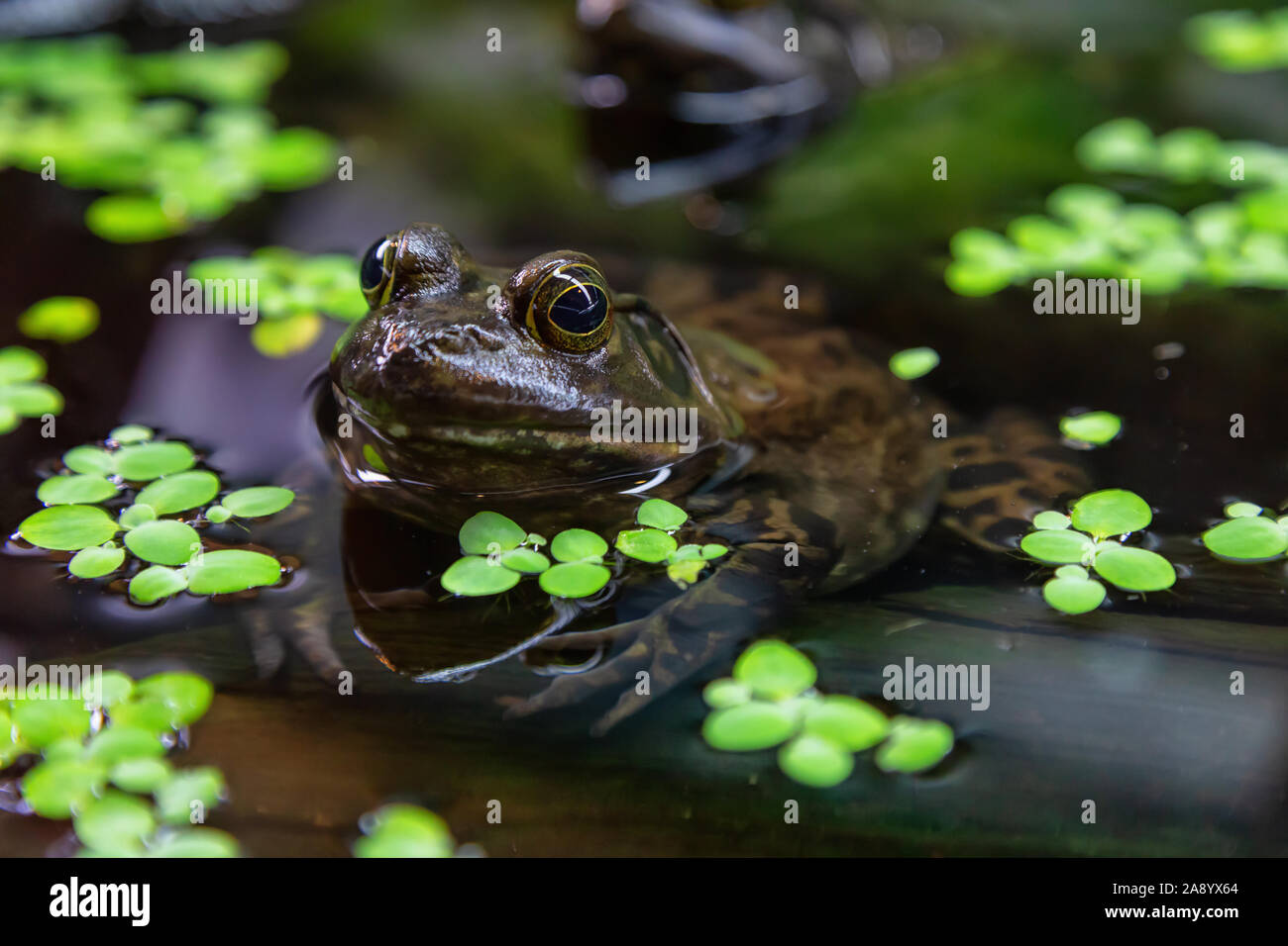 Bullfrog canada hi-res stock photography and images - Alamy