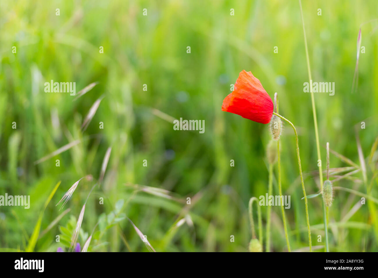 Poppy flowers. Red poppy among other wild flowers Stock Photo - Alamy