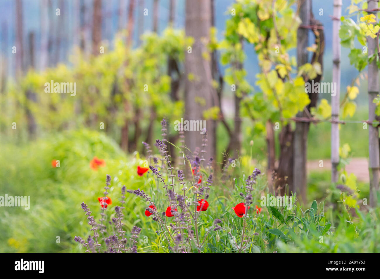 Poppy flowers. Red poppy among other wild flowers Stock Photo - Alamy