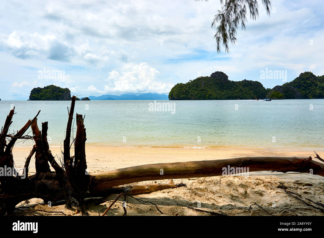 Fallen tree at beach at the andaman sea at Tanjung Rhu,Langkwai ...