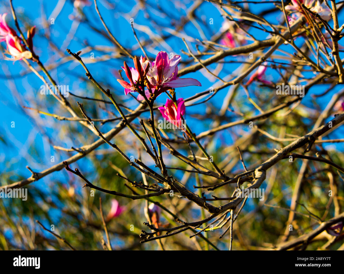 Spectacular showy blooms of Bauhinia Purpurea orchid tree, Hong Kong ...