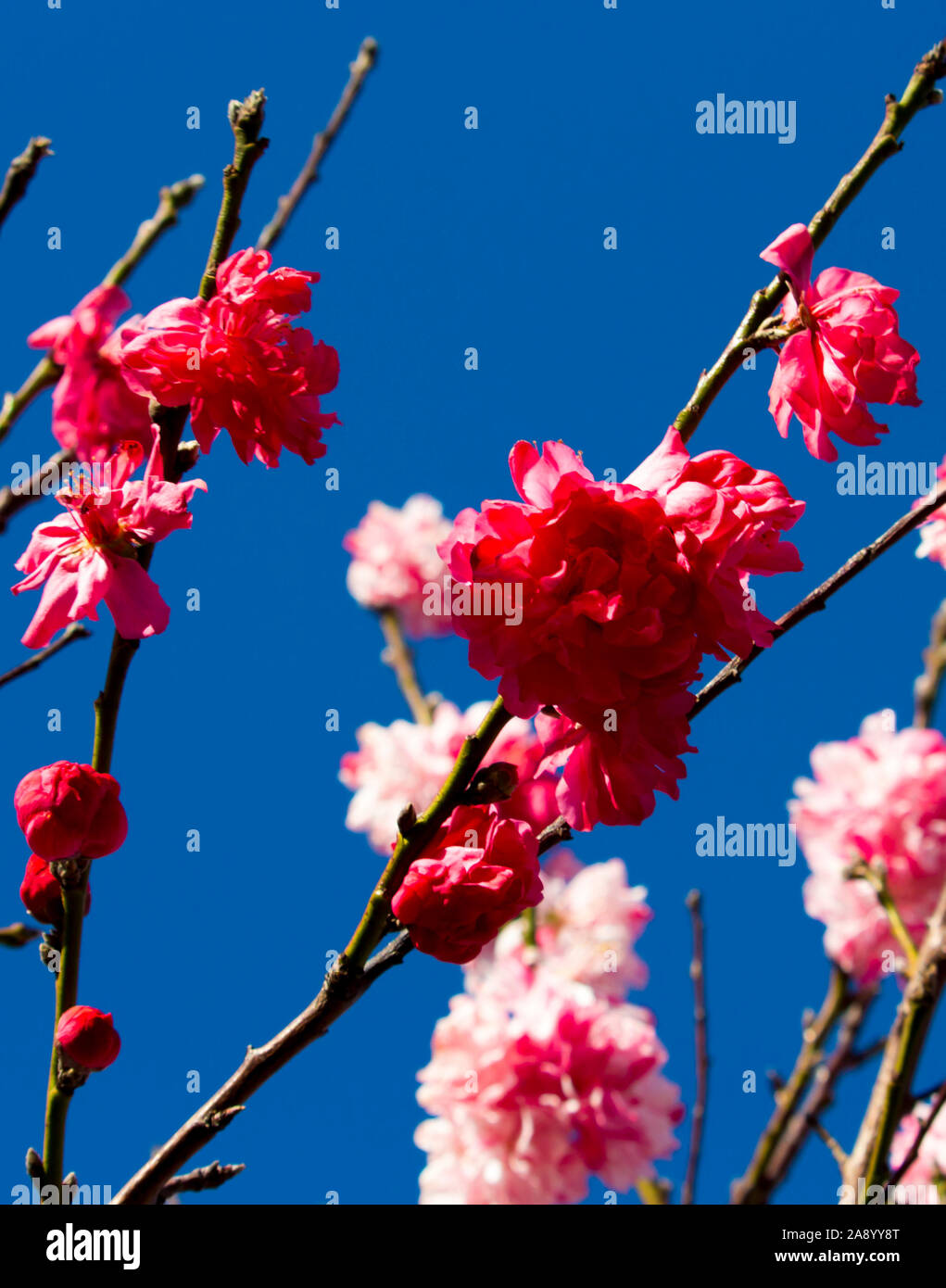 Lovely double pale pink frilled decorative flowers of deciduous ...