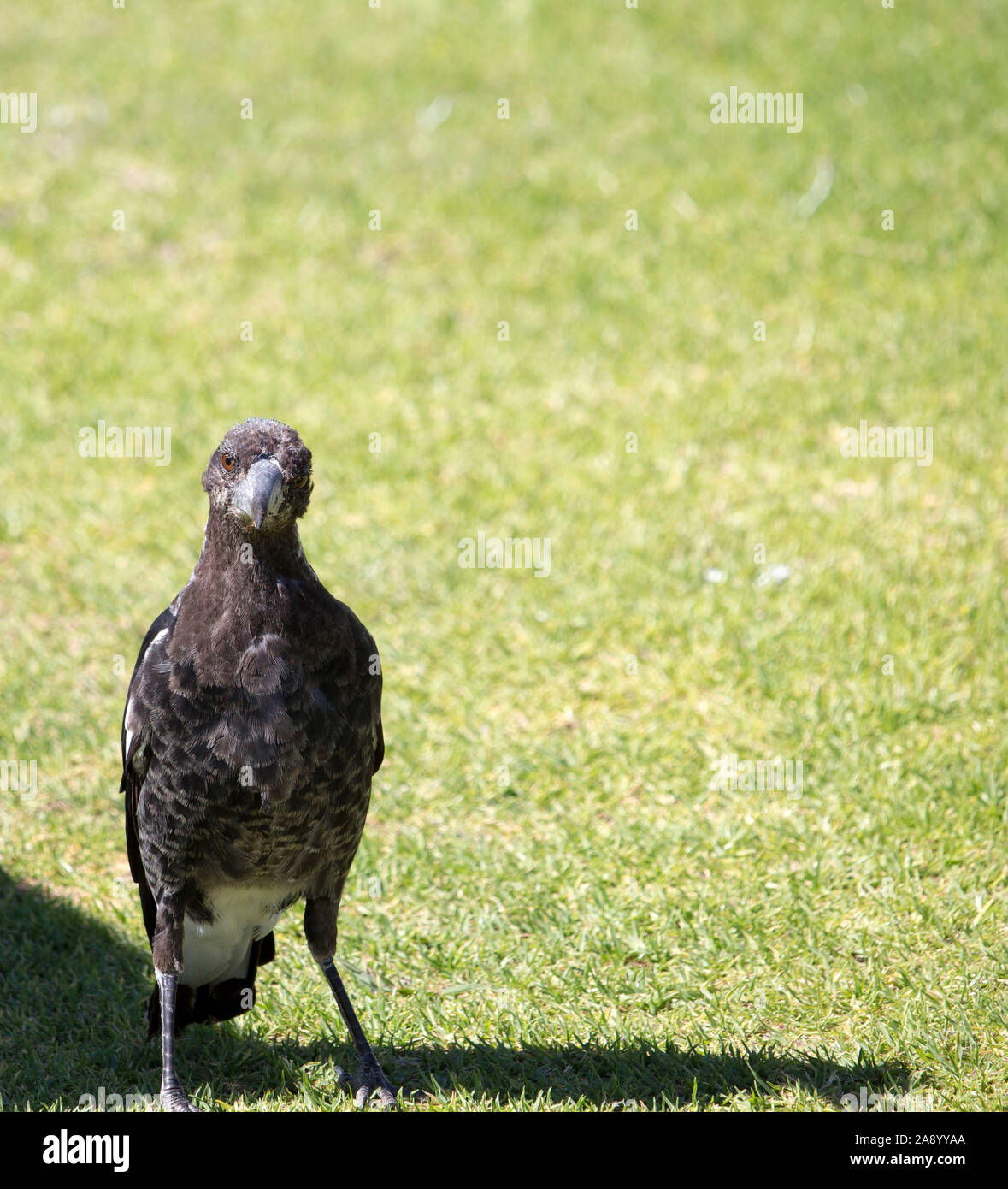 Intelligent black and white juvenile Australian magpie (Cracticus ...