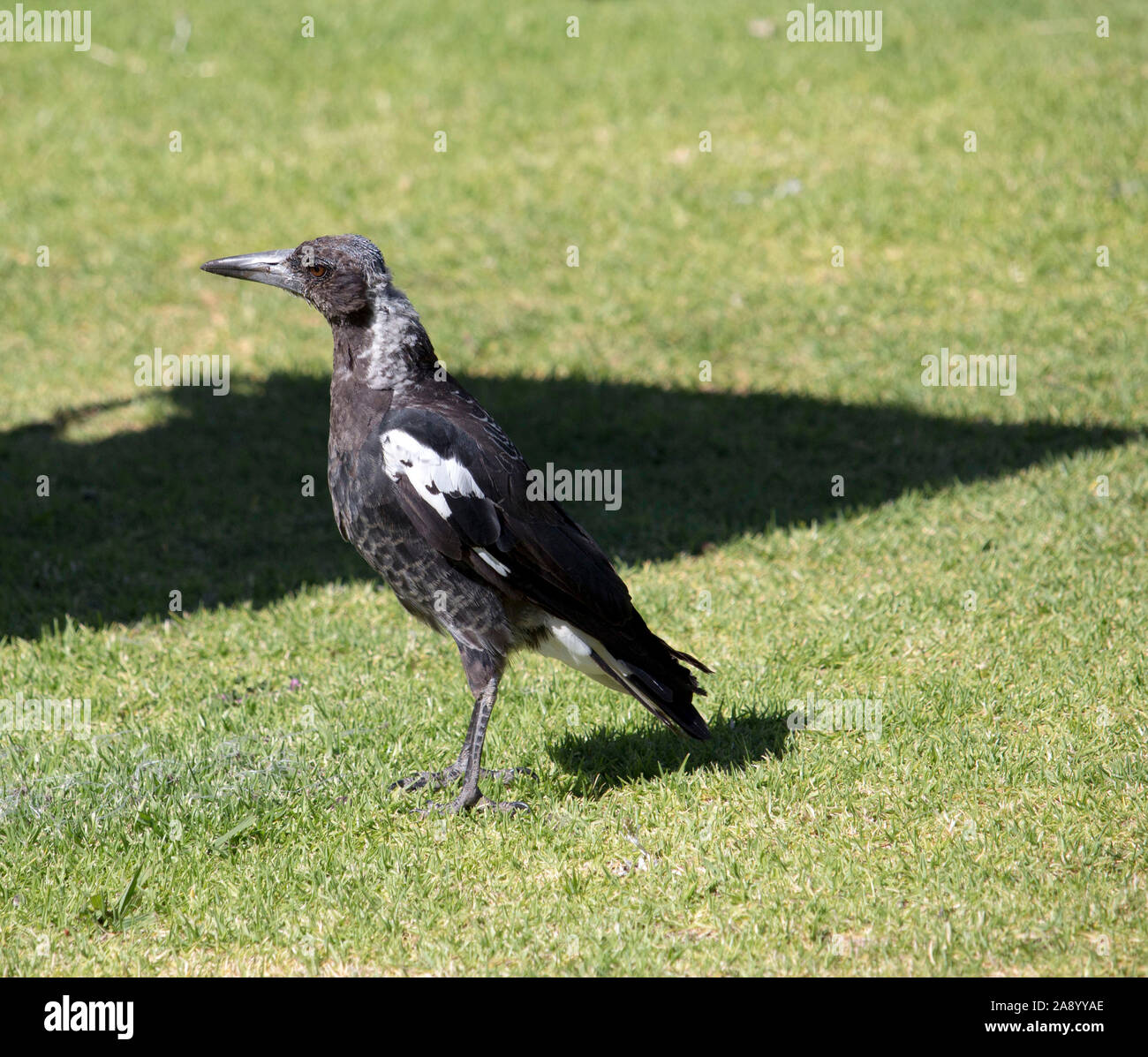 Intelligent black and white juvenile Australian magpie (Cracticus ...