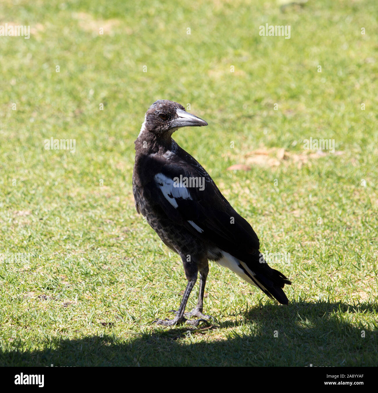 Intelligent black and white juvenile Australian magpie (Cracticus ...
