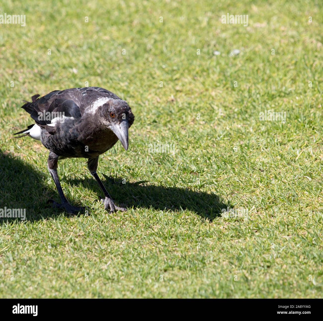 Australian magpie family hi-res stock photography and images - Alamy