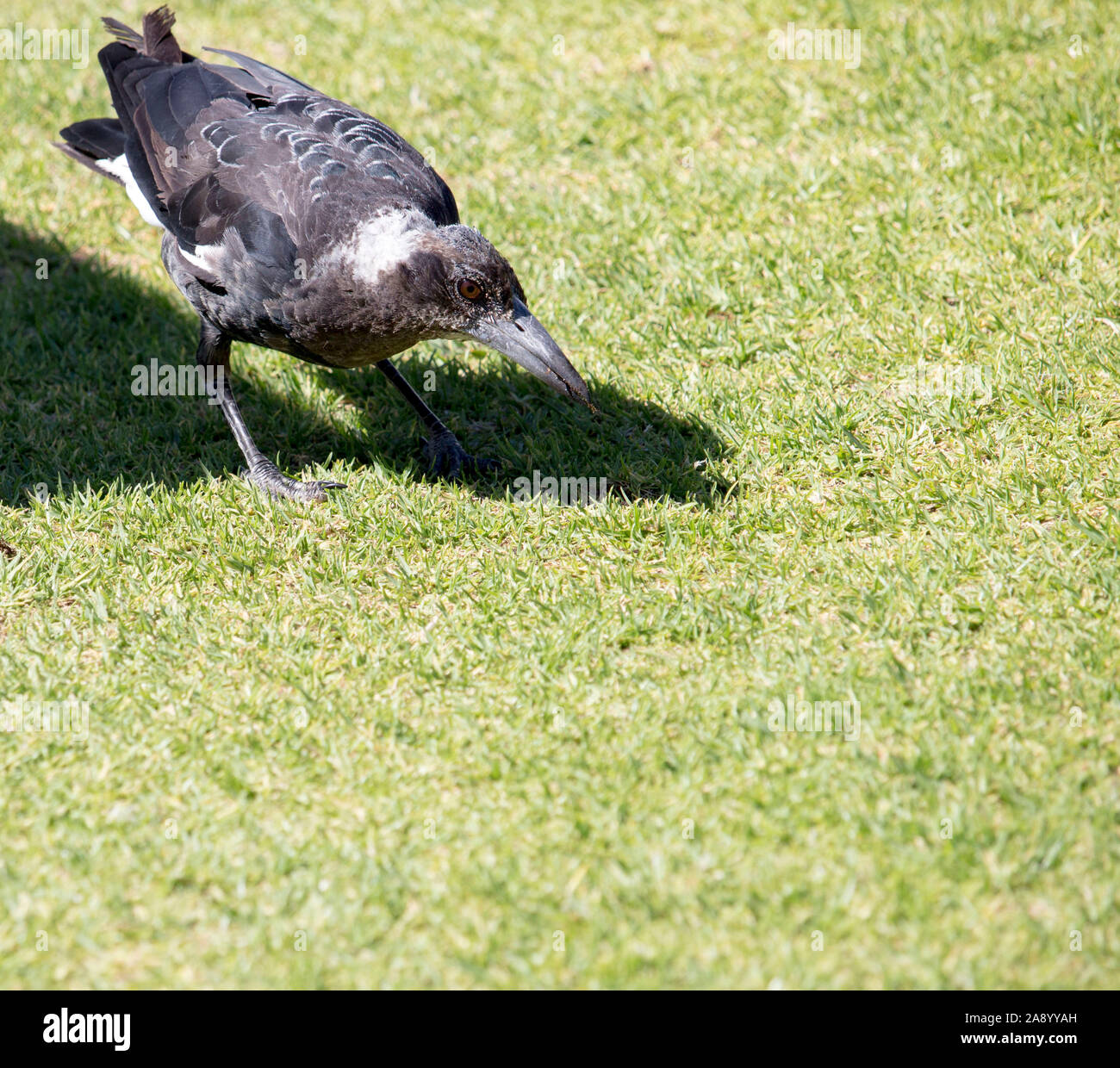 Intelligent black and white juvenile Australian magpie (Cracticus ...