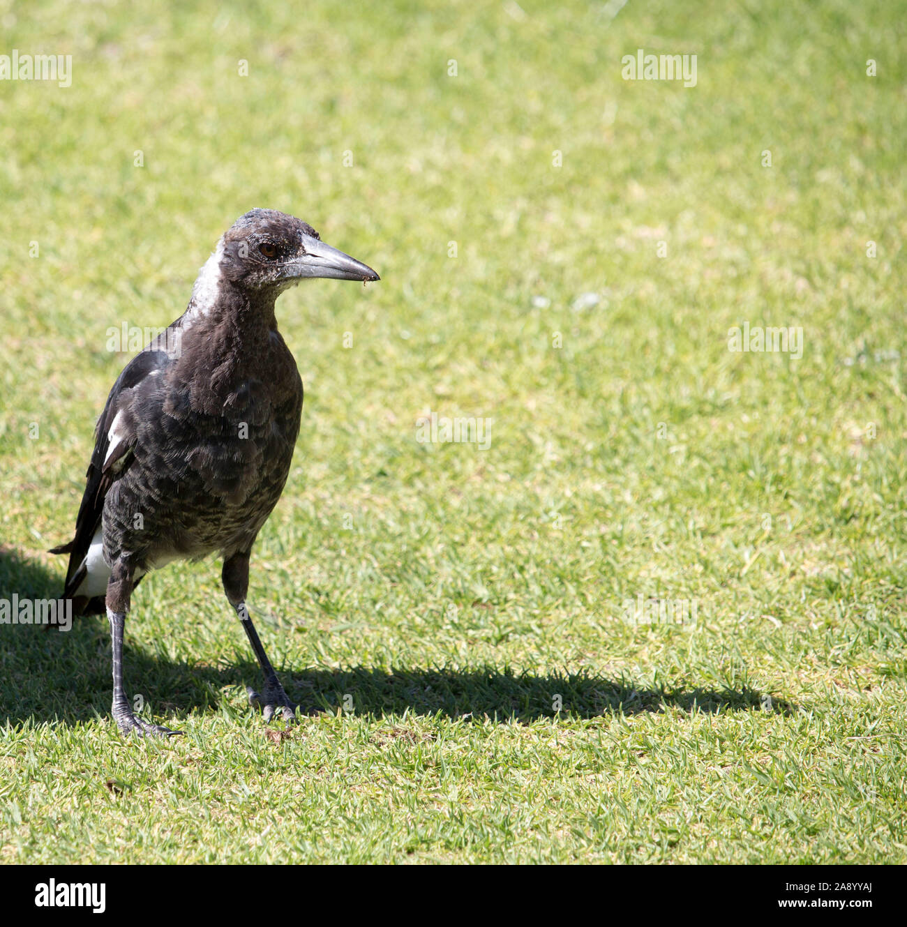 Intelligent black and white juvenile Australian magpie (Cracticus ...
