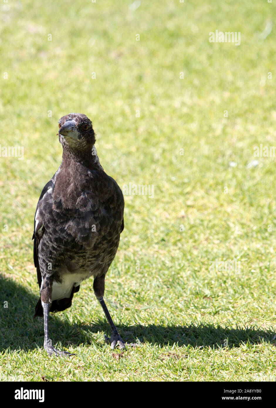 Magpies in the wild hi-res stock photography and images - Alamy