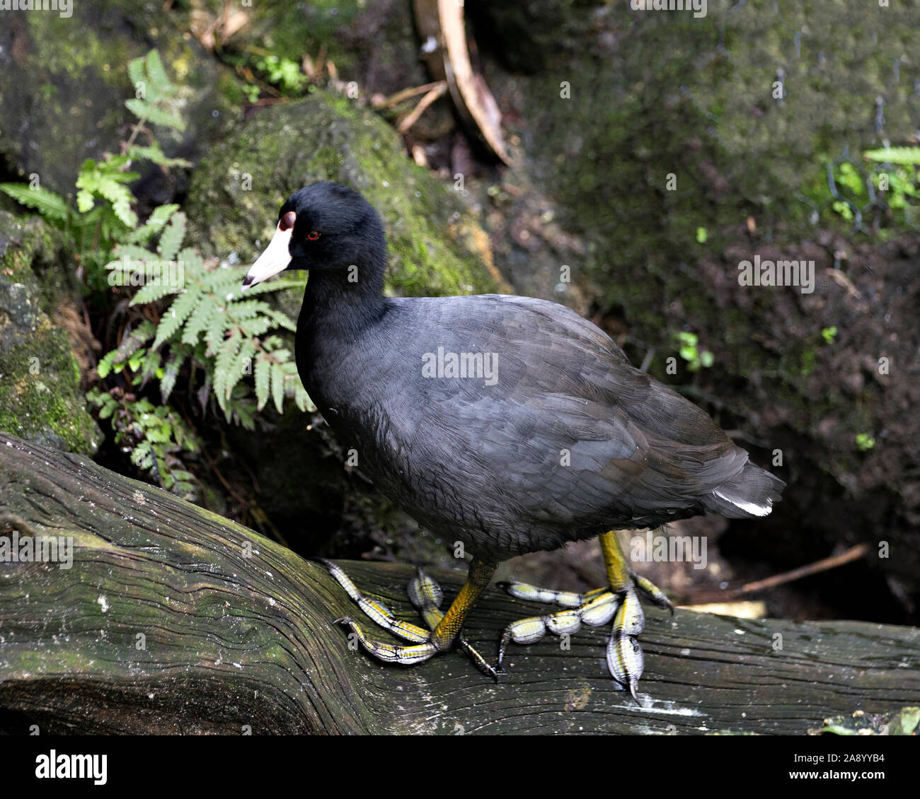 Black Scoter or American Scoter bird close up standing on a log showing ...