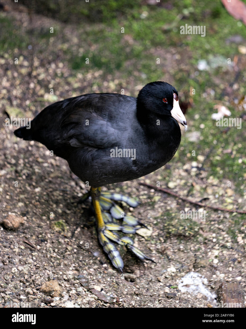 Black scoter or amercian scoter science study hi-res stock photography ...