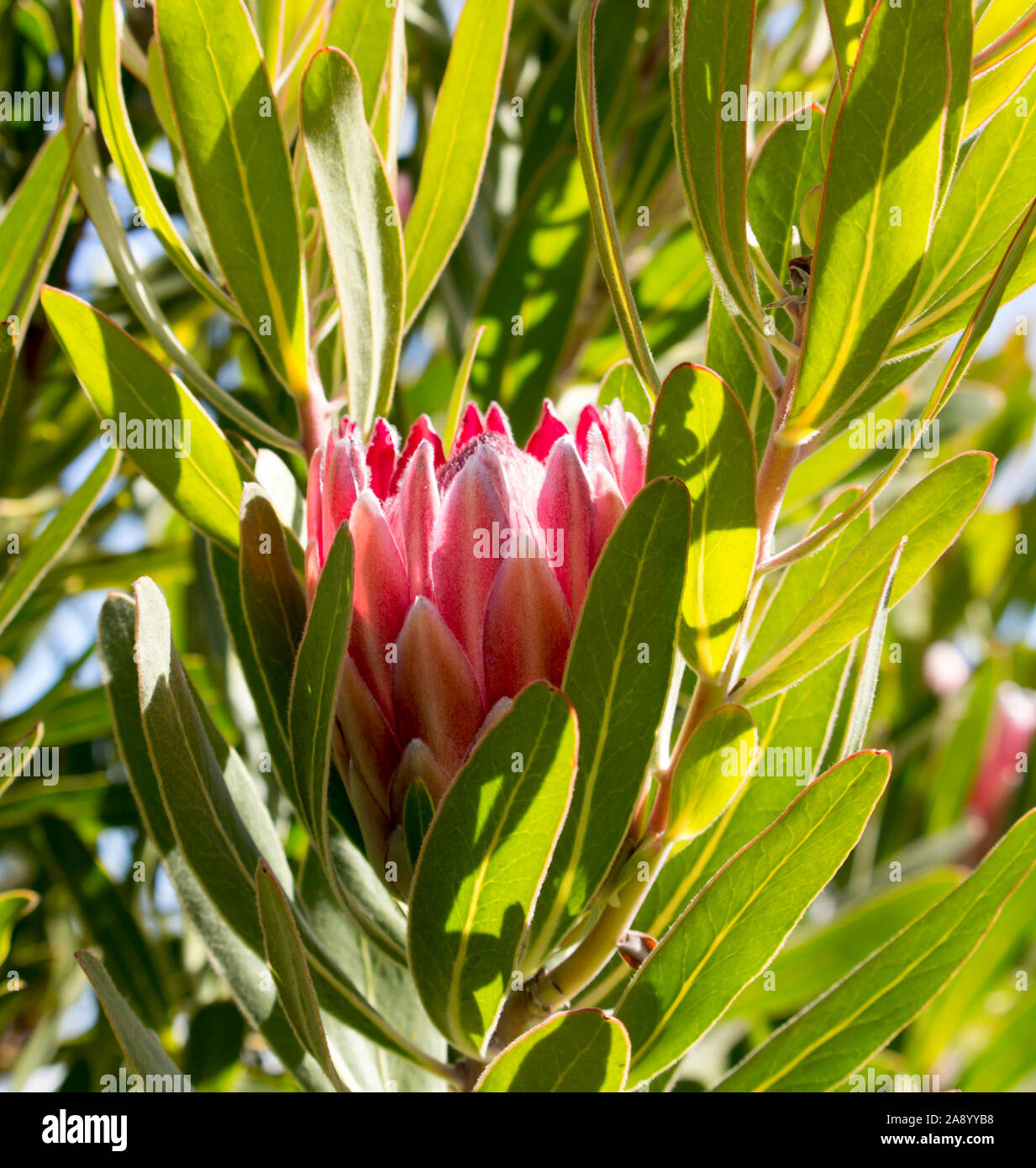Stunning pale pink long lasting decorative flowers of Protea species ...