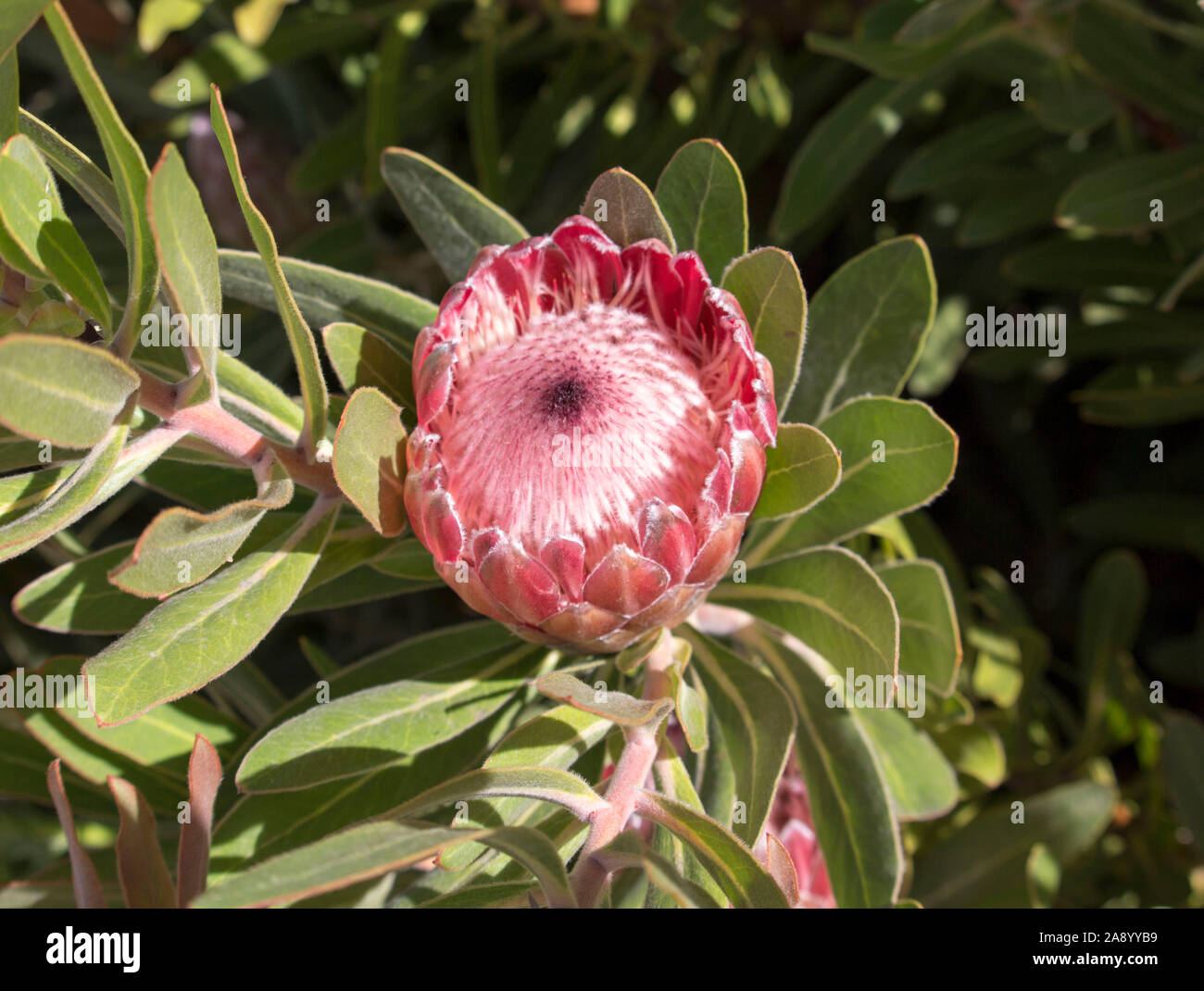 Protea species hi-res stock photography and images - Alamy