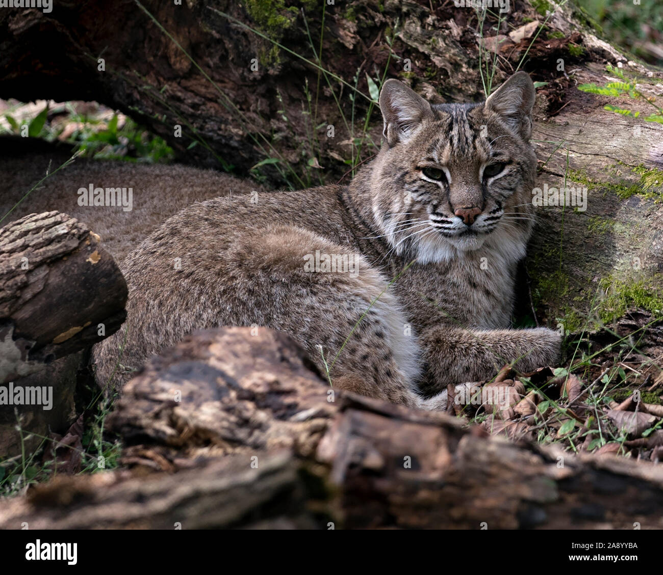 Bobcat close up resting by its den showing its body, head, ears, eyes ...