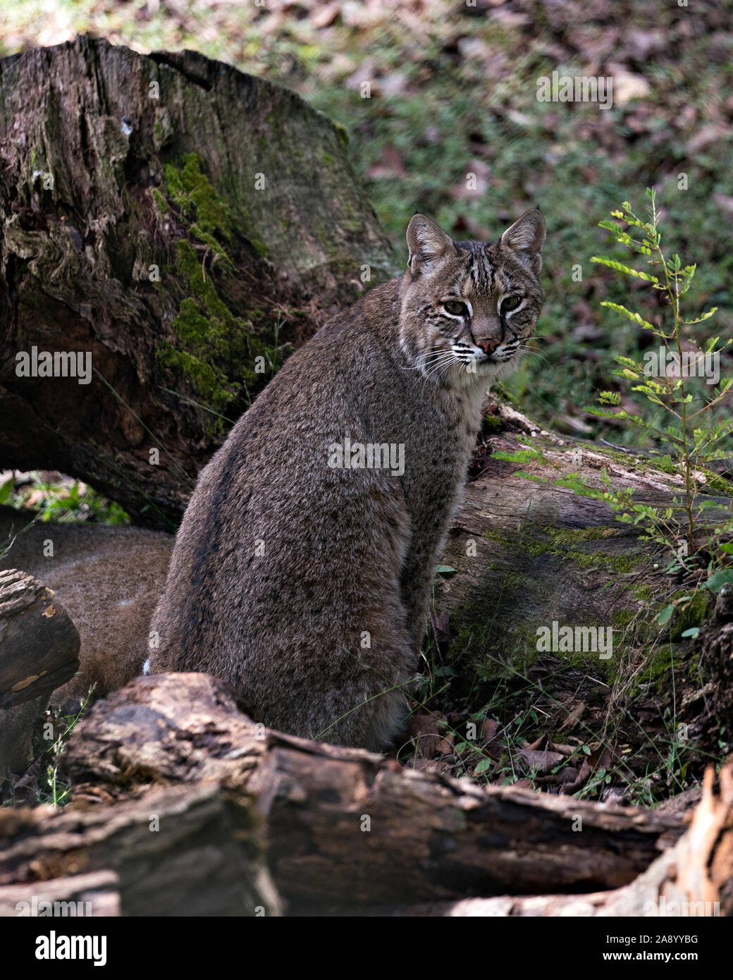 Bobcat close up standing by its den showing its body, head, ears, eyes ...